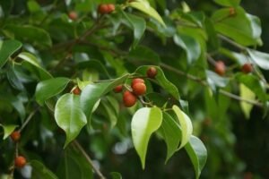 Pohon Beringin: Mengenal Lebih Dekat Ciri, Habitat, Jenis, dan ...